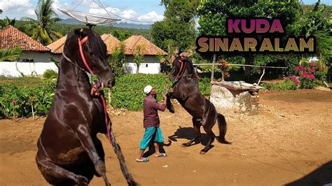 Kuda Kencak Sinar Alam Jaran Goyang Bisa Duduk Bisa Semua Adegan