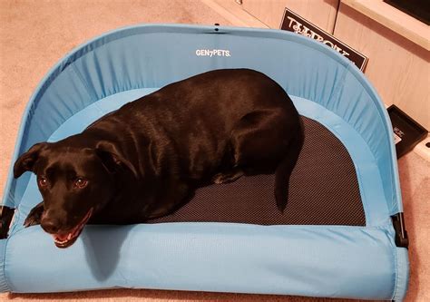 Best Outdoor Dog Beds Updated February 2025
