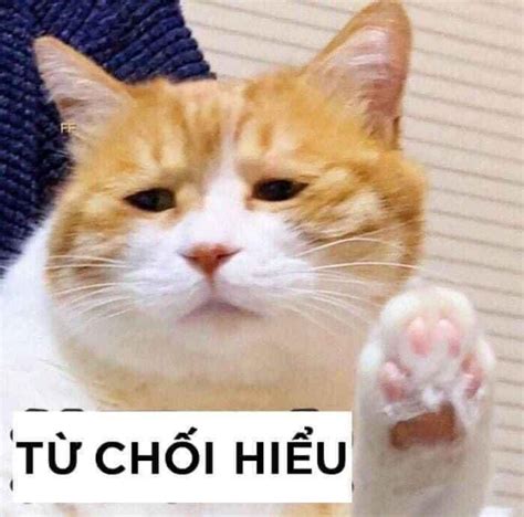 A Series Of Cat Meme Photos Cat Memes And Super Muddy Photos Of Cats