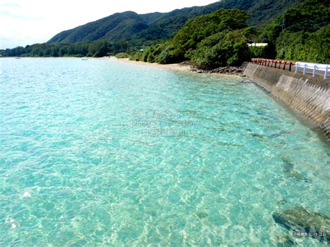 20240308公開の沖縄写真ブログ（奄美大島編）