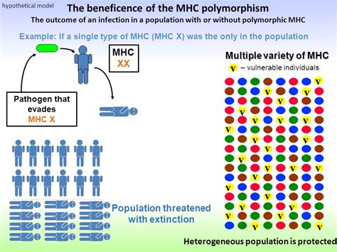 Figure Hlamhc Gene Polymorphism Structure Statpearls 56 Off