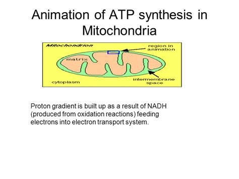 Mitochondria Changting. - ppt download