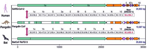 A Review On The Novel Coronavirus Disease Based On In Silico Analysis Of Various Drugs And