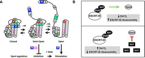 Model For Bimodal Regulation Of Vps4 And Escrt Function By Ist1 A Download Scientific Diagram