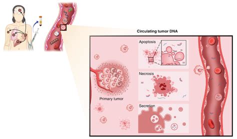 Biological Analytes In Liquid Biopsy Springer Nature Link