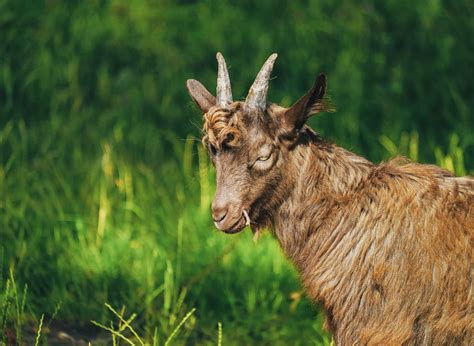 Difference Between Goat And Sheep Jitefarms