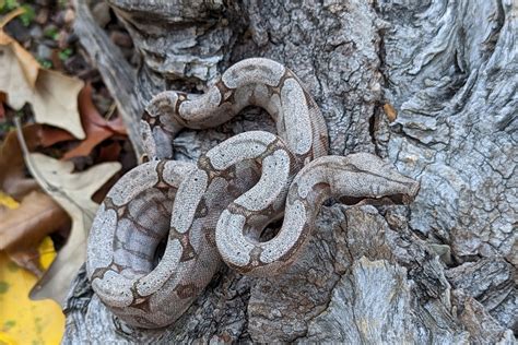 Bolivian Boa Constrictor Short Tailed Boa Constrictor By Sonja K