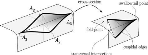 Examples Of Cuspidal And Swallowtail Curves Download Scientific Diagram