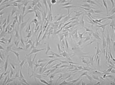 人源细胞系 Atcellbio