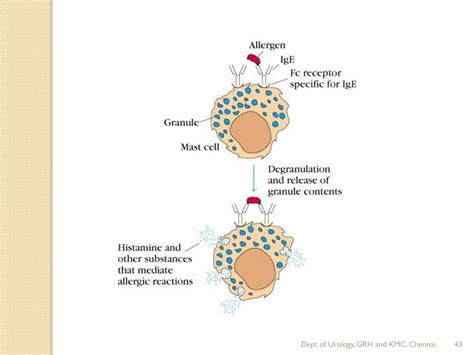 Complement System Immunoglobulin Ppt