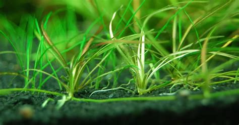 Aquaplantarium Echinodorus Tenellus