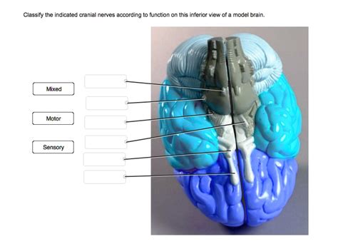 Classify The Indicated Cranial Nerves According To Function On This Inferior View Of A Model