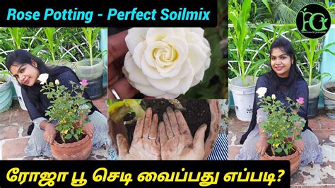ரோஜா பூ செடி வைப்பது எப்படி மண் கலவை Perfect Soil Mix For Rose Plant