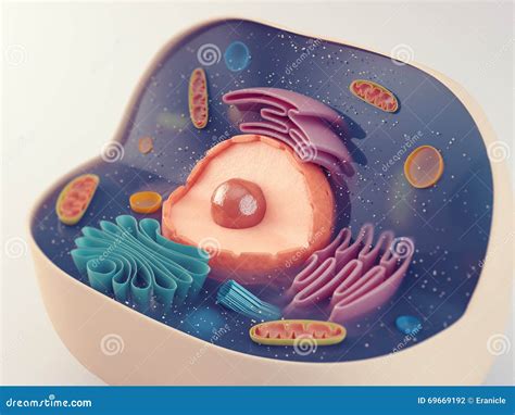 The Anatomical Structure Of The Lymph Node Infographics Vector