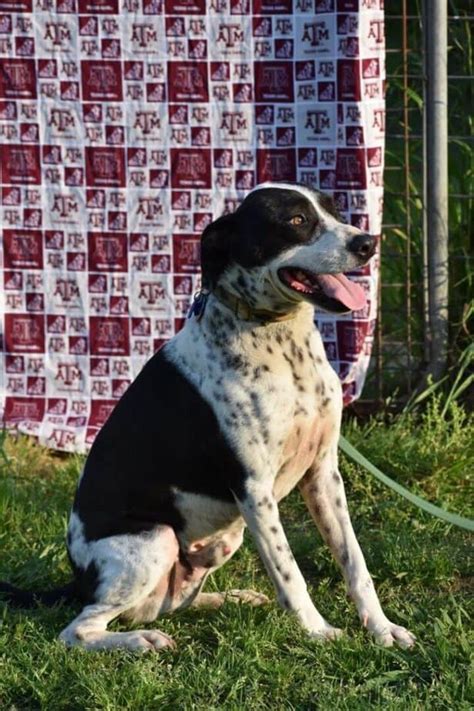 German Shorthaired Pointer Border Collie Mix Gsp Owners