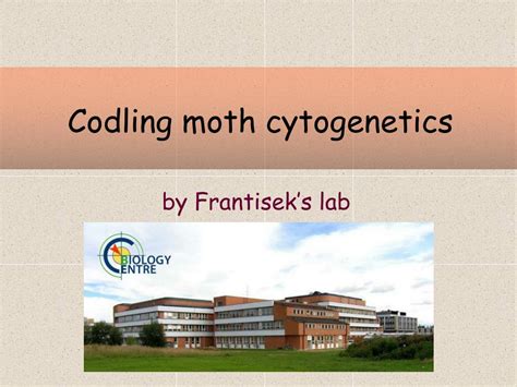 Ppt Molecular Cytogenetic Analysis Of Sex Chromosomes In The