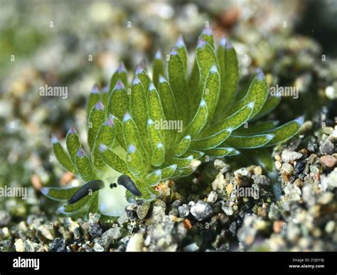 Close Up Of A Green Snail Leaf Sheep Snail Costasiella Kuroshimae Called Shaun The Sheep