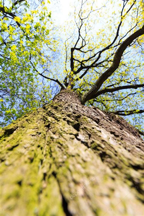 Tree Trunk Texture Stock Photo By Daliu