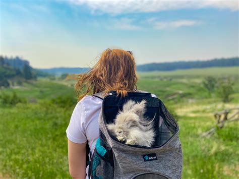 Bun Enjoying The Wind In Her Mane This Summer R Eyebleach