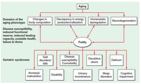 Frailty Flashcards Quizlet