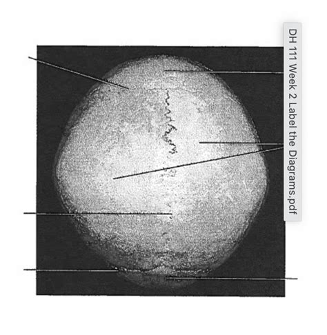 Diagram Of Head And Neck Top Of The Skull Labelling Quizlet