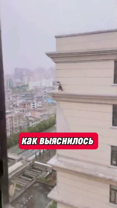 Собака которая любит гулять🤔 Youtube
