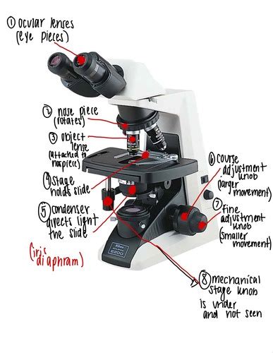 Lab The Microscope Flashcards Quizlet