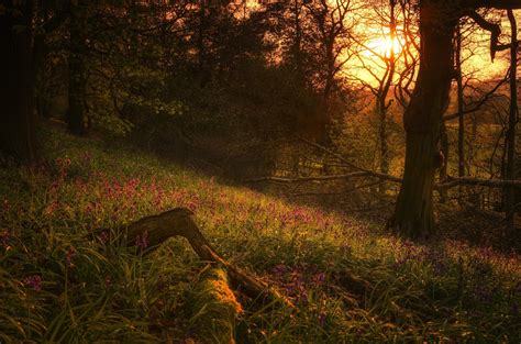 Fondos De Pantalla Luz De Sol Bosque Puesta De Sol Naturaleza