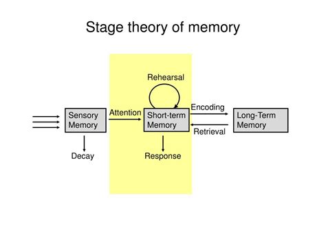 PPT Memory Part II Memory Stages And Processes PowerPoint