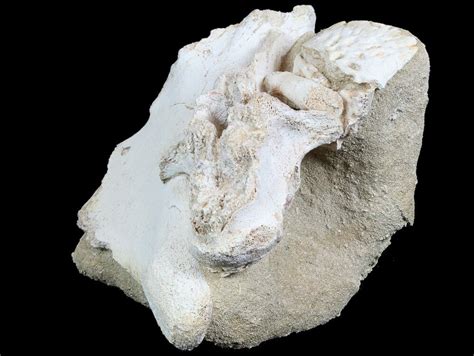 Fossil Crocodile Scute Vertebra And Bones In Rock 78098 For Sale