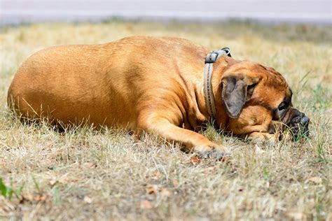 Can A Dog Live Without A Liver