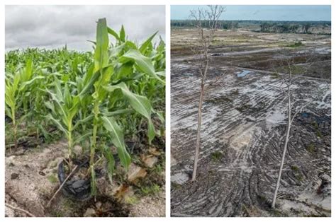 Jika Soldadu Disuruh Nanam Singkong Hutan Rimbun Jadi Gutawan
