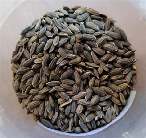 Dried Dark Brown Hybrid Bottle Gourd Seeds Packaging Type Loose At