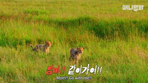 다리를 다친 새끼 치타를 버리고 가야하는 엄마 치타if 인스티즈instiz 인티포털 카테고리