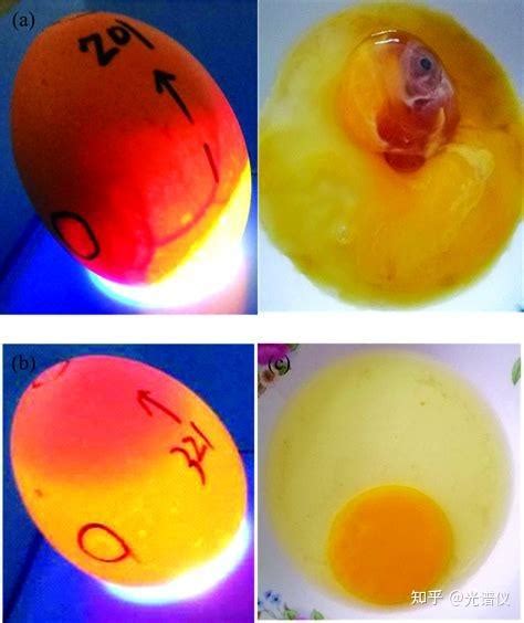 怎样非接触能快速分辨公鸡蛋母鸡蛋？ 知乎