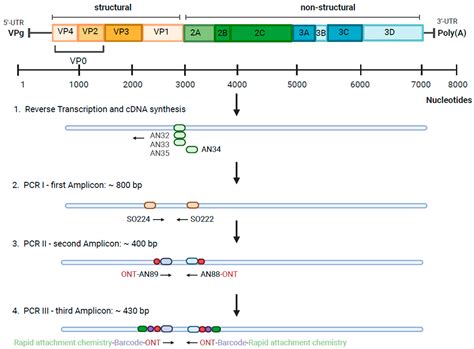 Pathogens Free Full Text Retrospective Genotyping Of Enteroviruses