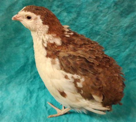 Tuxedo Button Quail At Javier Cox Blog