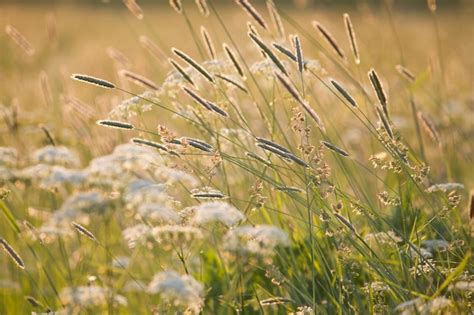 Premium Photo Wild Flowers And Grasses In A Field Of Grass At Sunset
