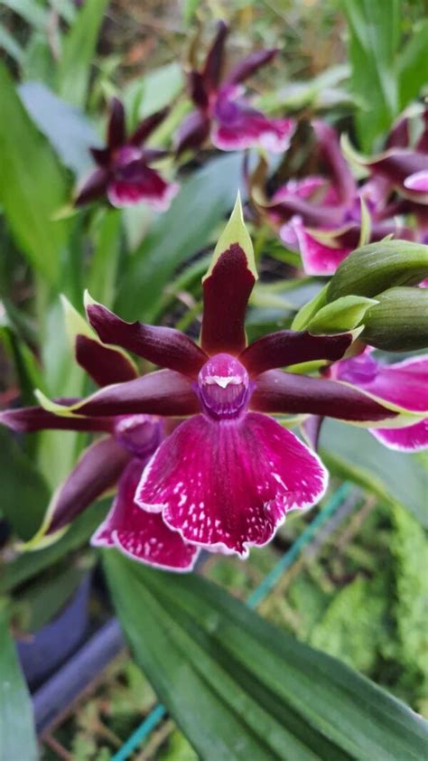 Zygopetalum Rhein Moonlight 紫紅軛瓣蘭 東昇珍奇蘭園