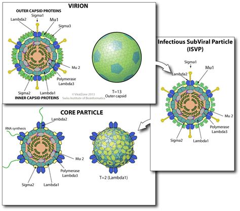 Orthoreovirus ~ Viralzone