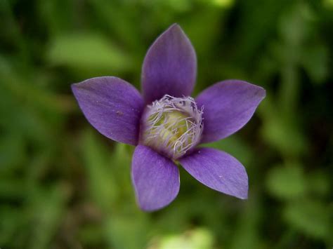 ¿cómo Funcionan Las Flores De Bach Blog Sowelu