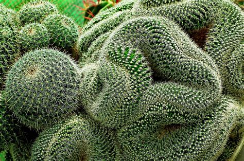 Cacti Flowers Pink Free Photo On Pixabay Pixabay