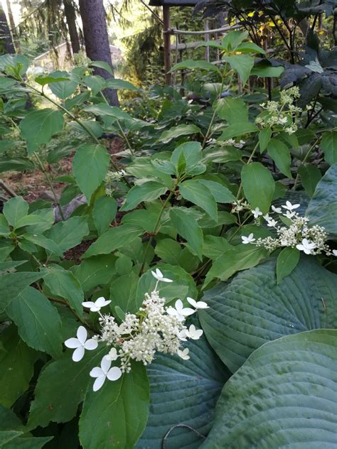 Stunning White Hydrangea Types That Will Make Your Garden Swoon