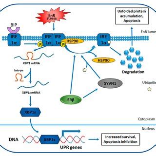 Proposed mechanism of ERβ mediated regulation of unfolded protein
