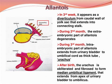 Ppt Fetal Membranes Powerpoint Presentation Free Download Id2278156