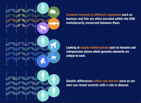 Researchers Use Comparative Genomics To Compare The Genome Sequences Of… National Human Genome