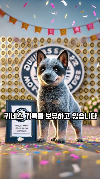세계에서 가장 오래 산 강아지 강아지 Youtube