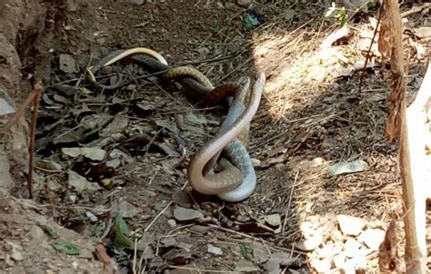 धमन सप क अदभत परणय वडय Amazing Rat Snake Mating Video सरप ससर World of Snakes