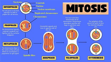 Mitosis And Its Stages Mitotic Cell Division Phases Youtube