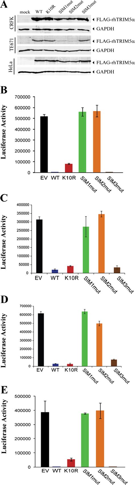 Sumo Interacting Motifs Are Important For Hiv 1 Restriction By Rhesus